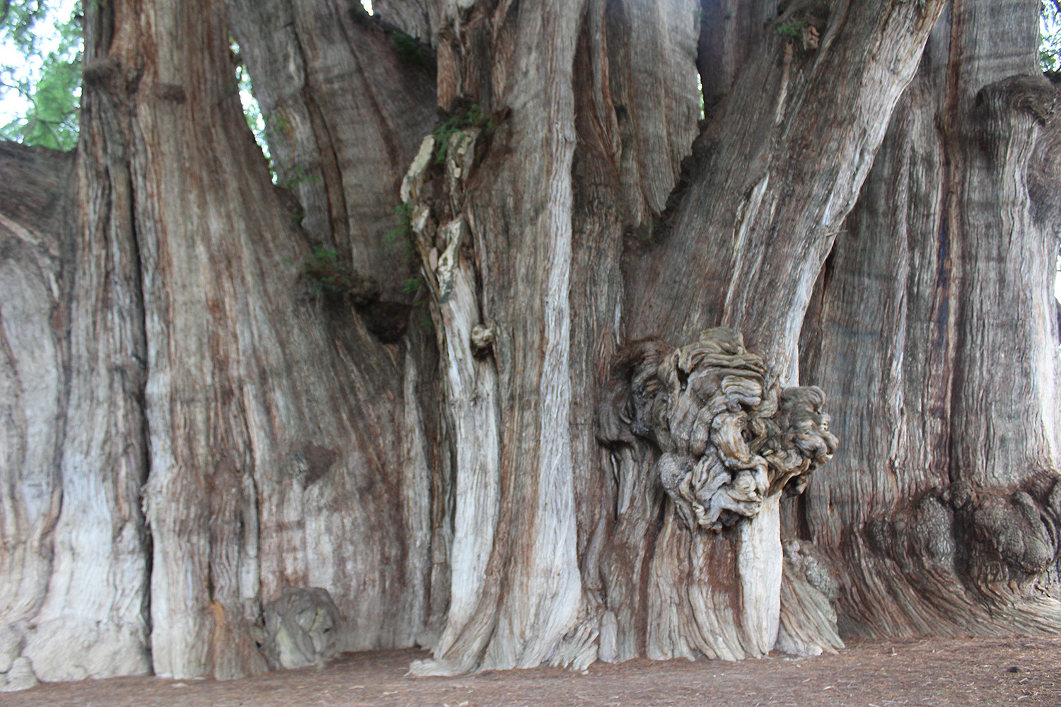 El Tule, milenario árbol considerado el más ancho del mundo - En México El Tule, milenario árbol considerado el más ancho del mundo - En México