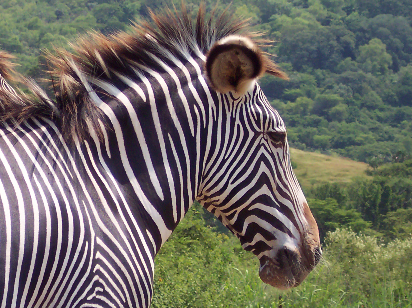Zoológico Zoofari en Morelos – En México