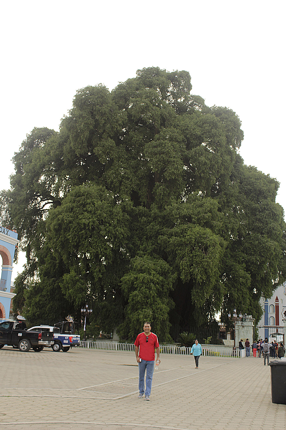 El Tule, milenario árbol considerado el más ancho del mundo – En México